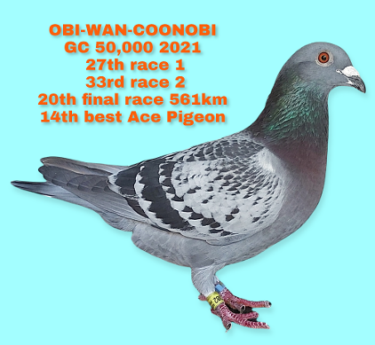 Stock Birds | Northern Gold Coast | Hudson Lofts